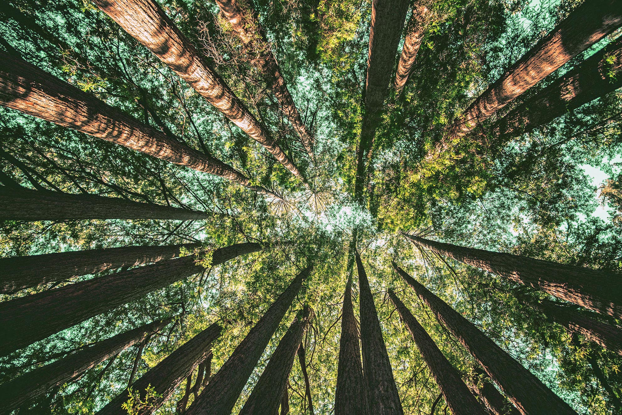 Solutions - Arva Greentech